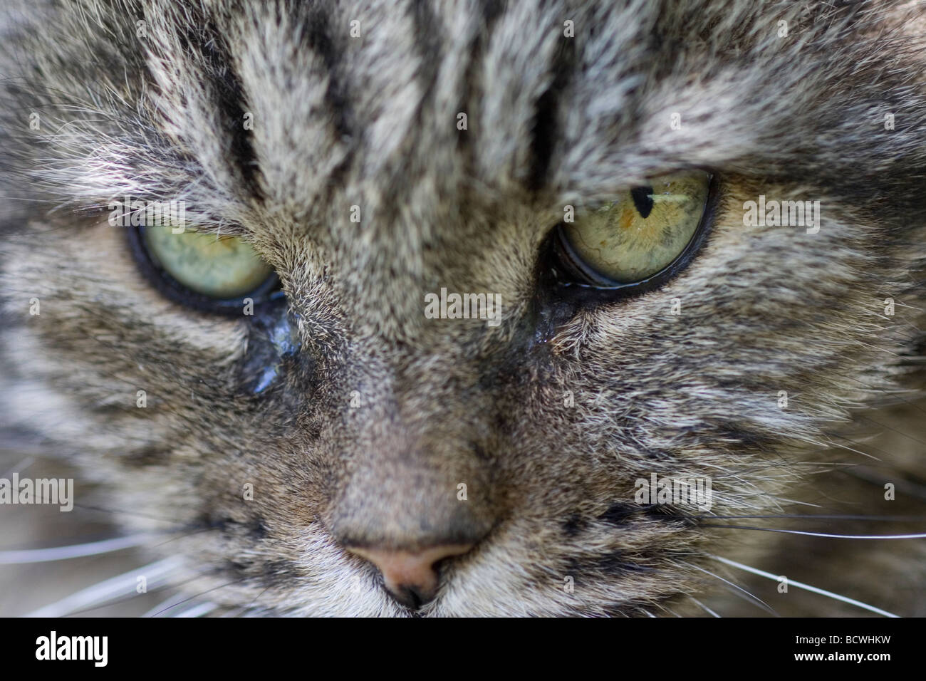tight crop portrait of a cat Stock Photo - Alamy