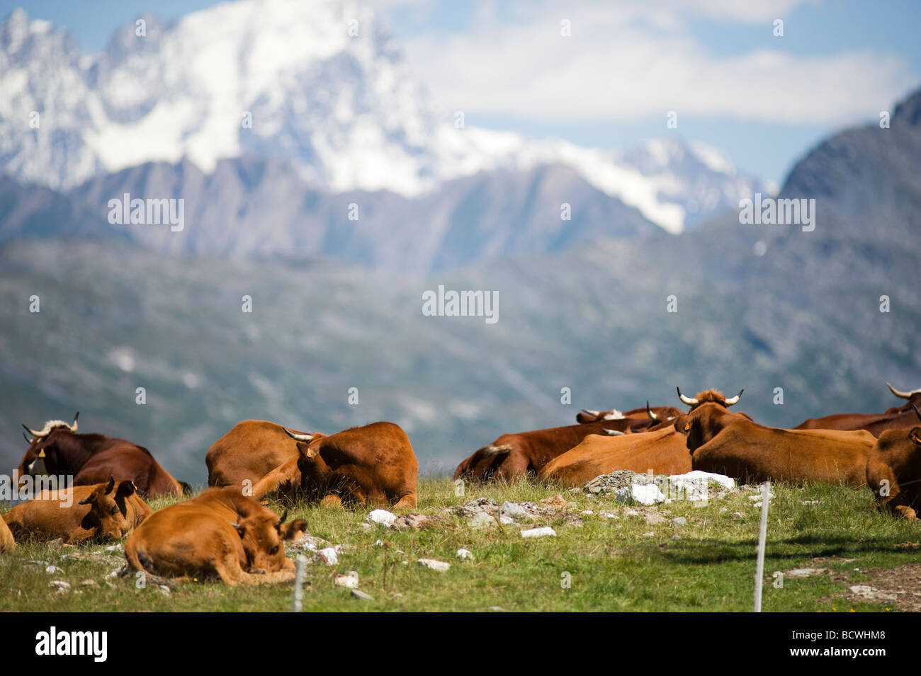 Tarine cows in high alpine meadow Les Arcs with Mont Blanc in ...