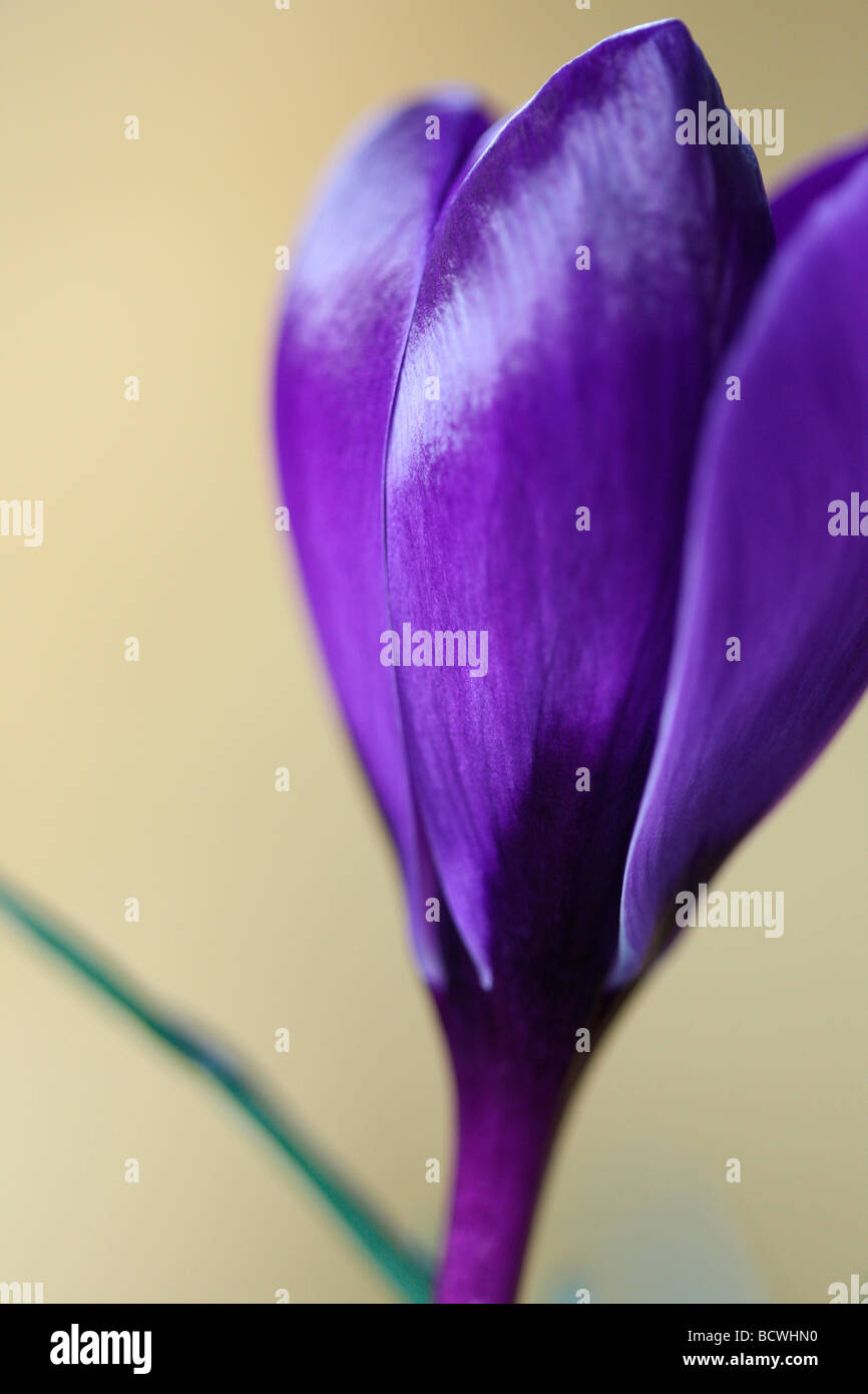 beautiful spring crocus fine art photography Jane Ann Butler ...
