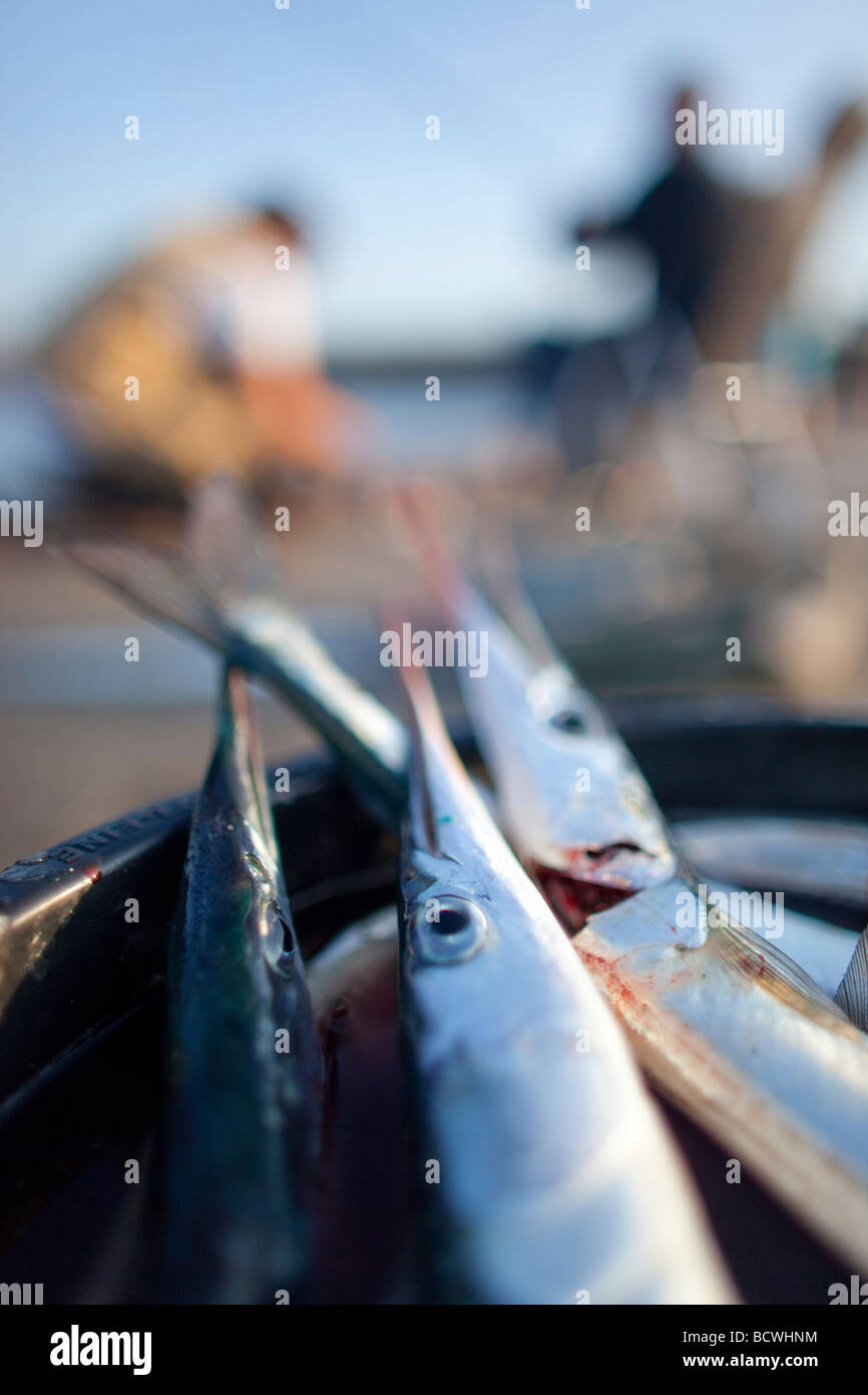 Fishing garfish Belone Belone in Denmark Stock Photo - Alamy