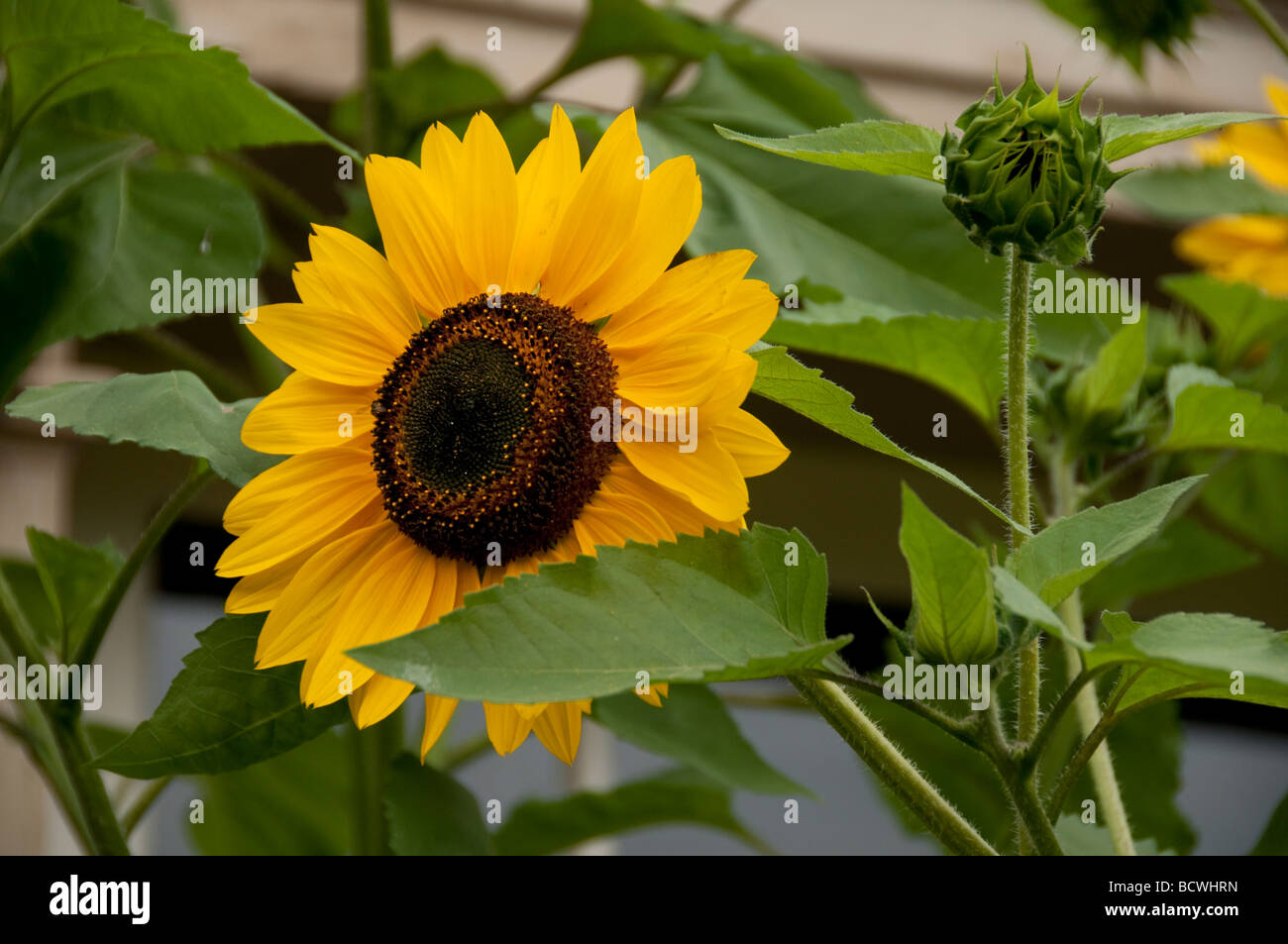 Showy sunflower hi-res stock photography and images - Alamy