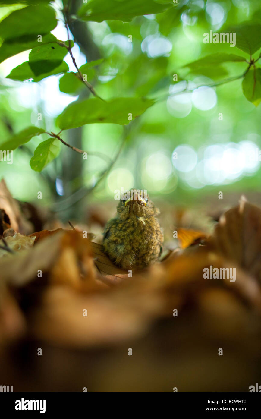 small robin in forest Stock Photo - Alamy