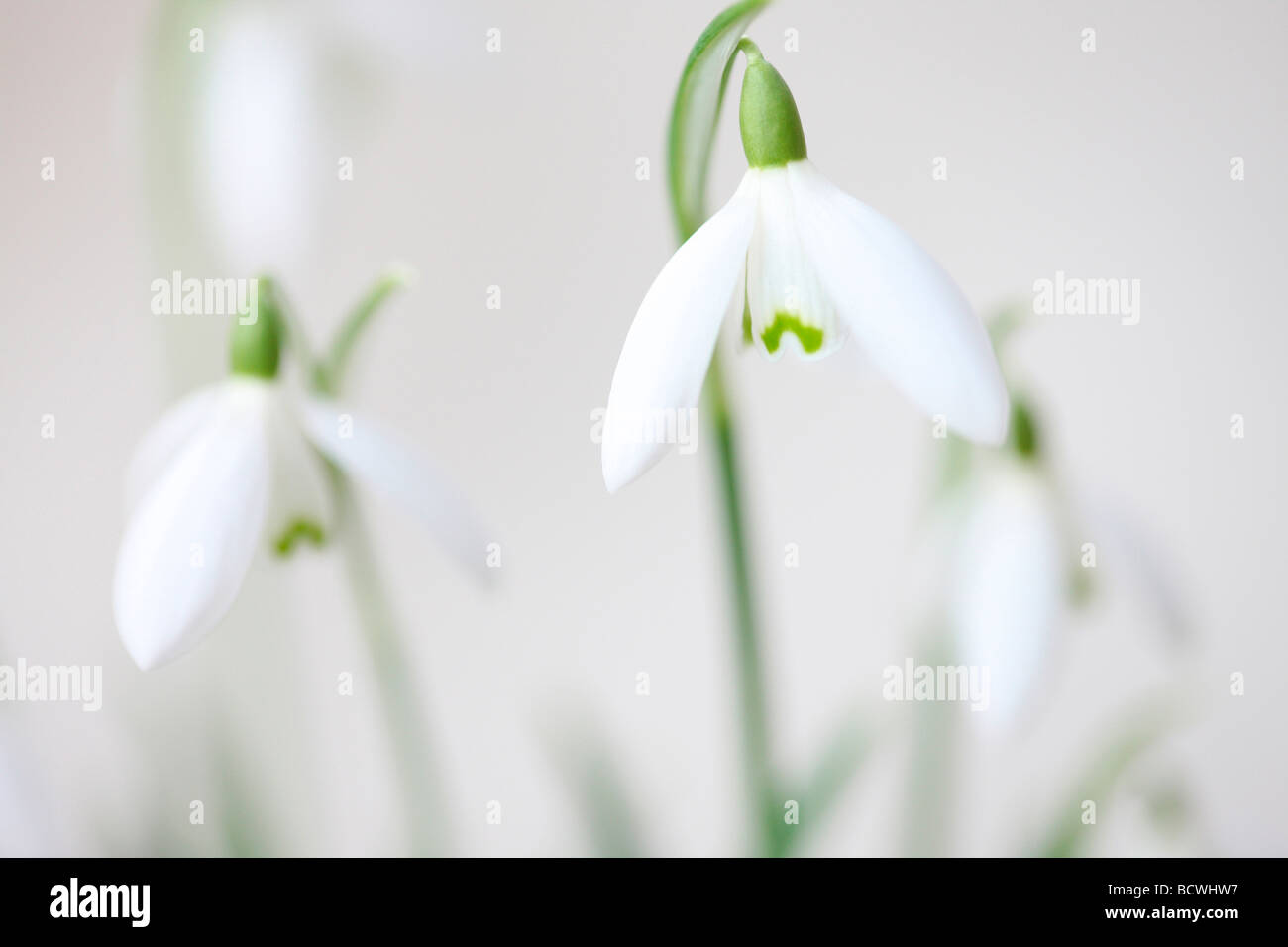 Droopy flower stem hi-res stock photography and images - Alamy