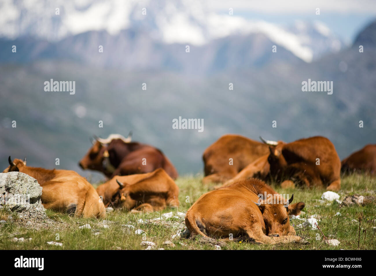 Tarine cows in high alpine meadow Les Arcs with Mont Blanc in ...