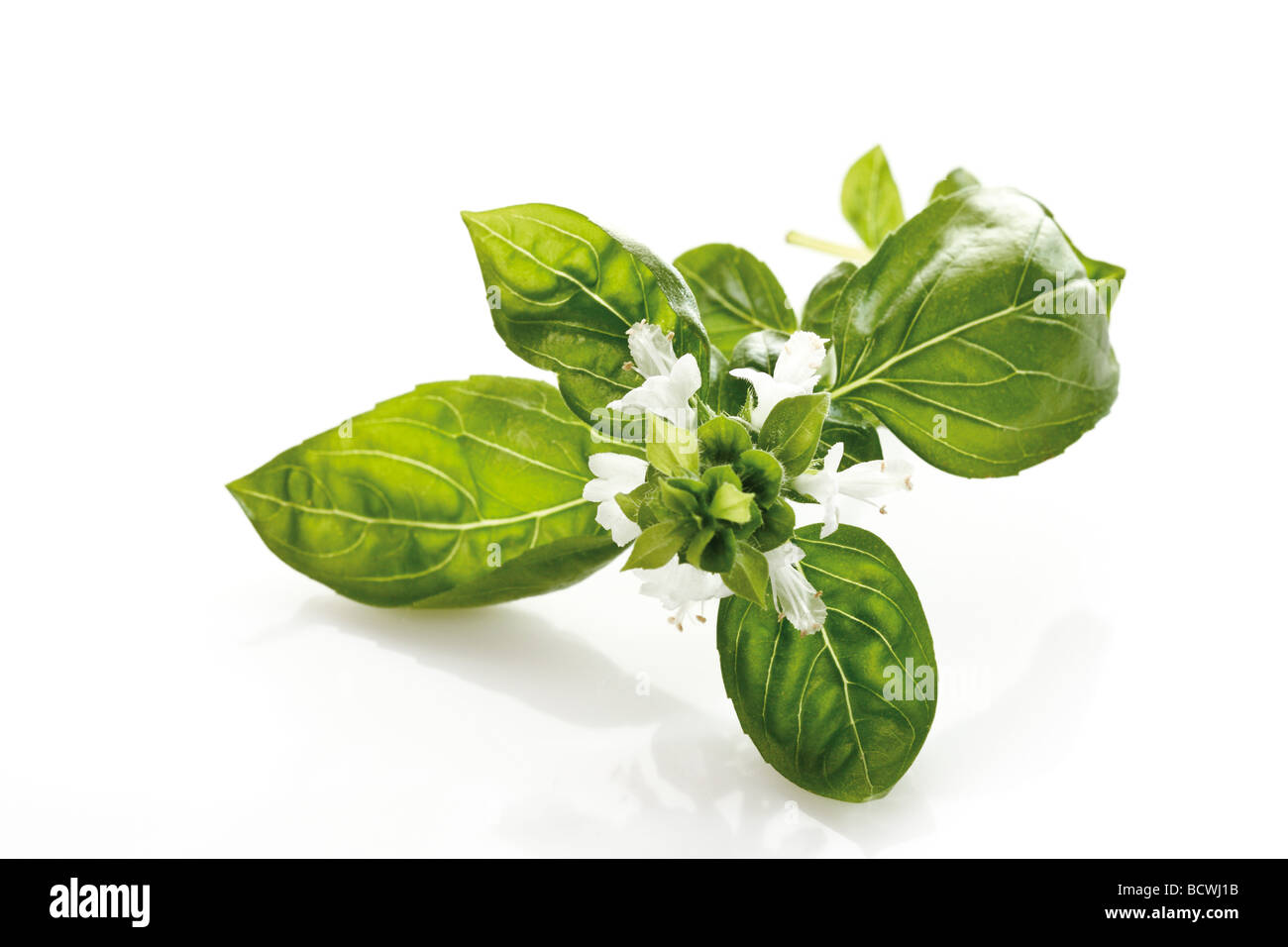 Sweet basil blooming hi-res stock photography and images - Alamy