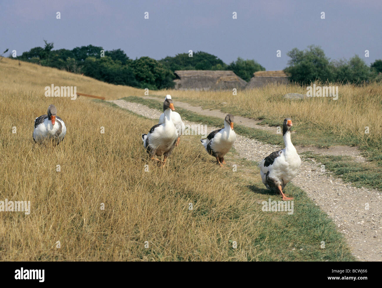 group of dragor geese in the countryside Denmark Stock Photo - Alamy