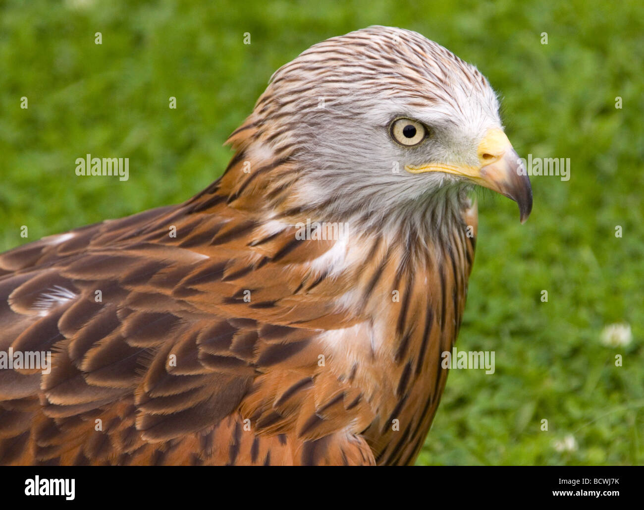 Conservation success programme hi-res stock photography and images - Alamy