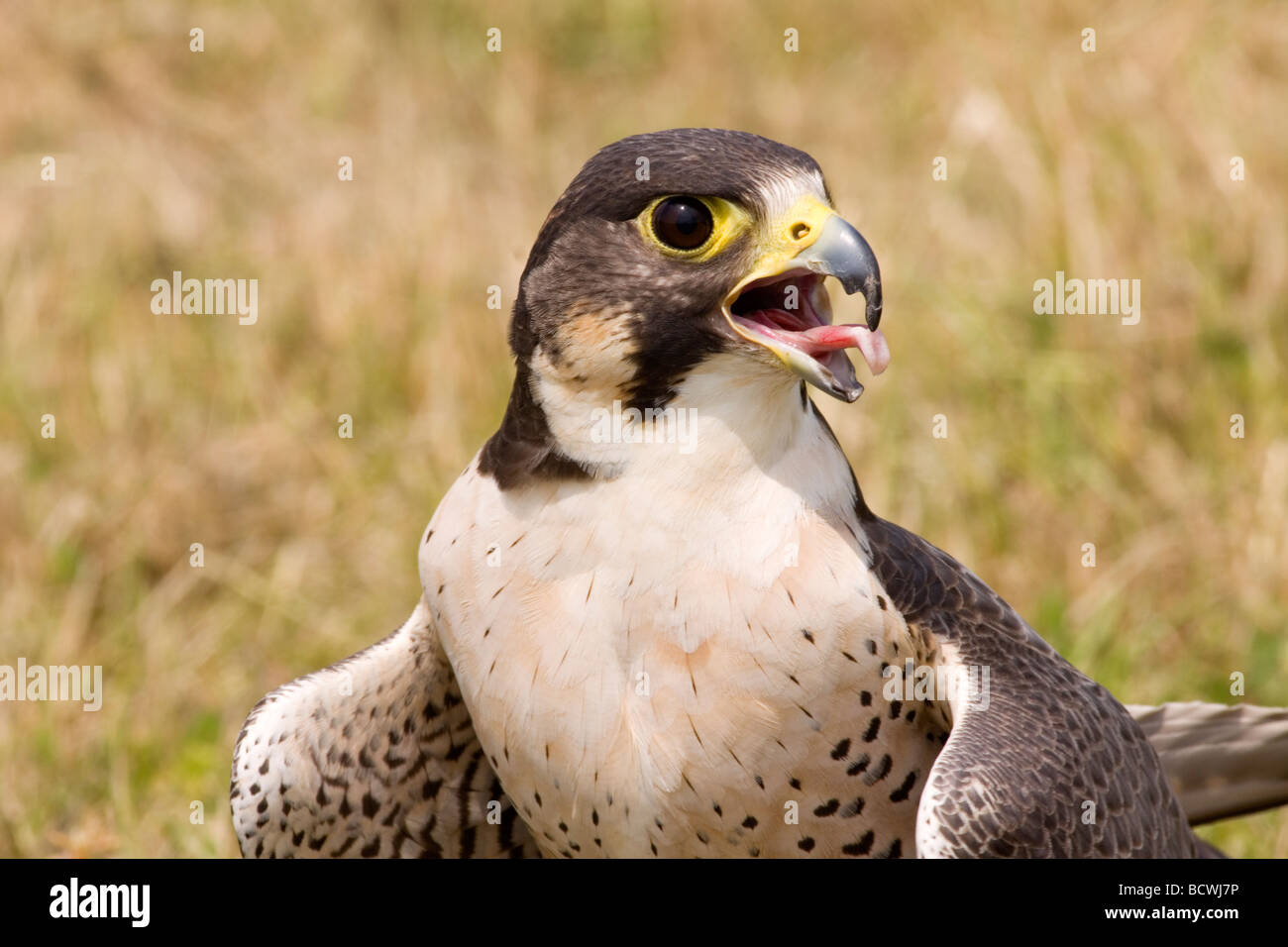 An exercised Falcon Stock Photo - Alamy