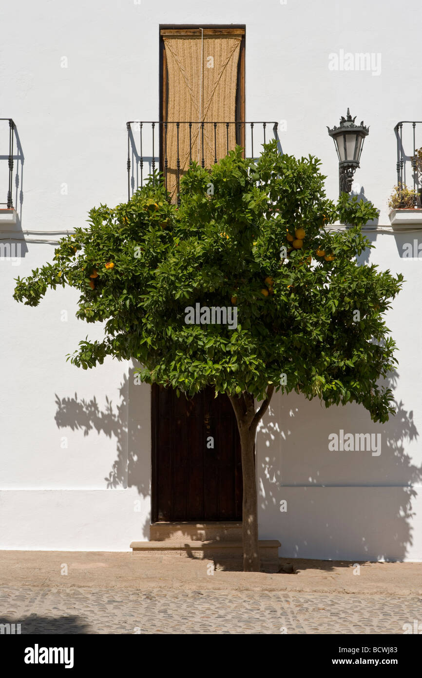 Orange trees in La Ciudad, Ronda, Province of Malaga, Andalusia, Spain ...