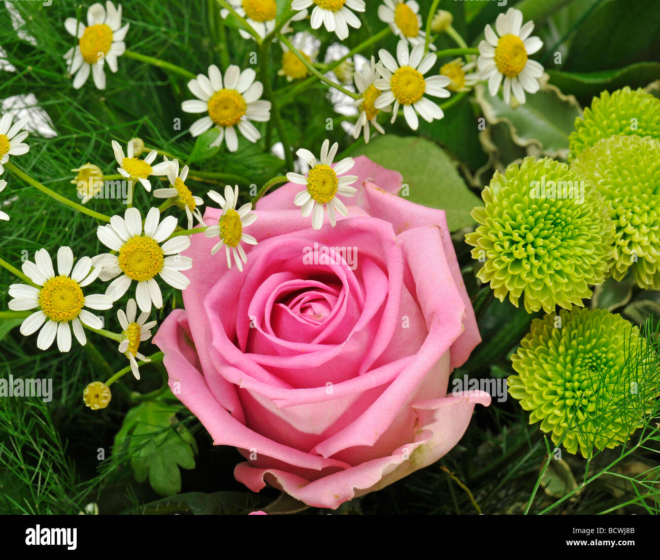 Gerberas hi-res stock photography and images - Alamy