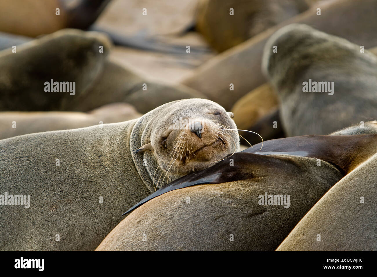 Seals cape cross namibia hi-res stock photography and images - Alamy