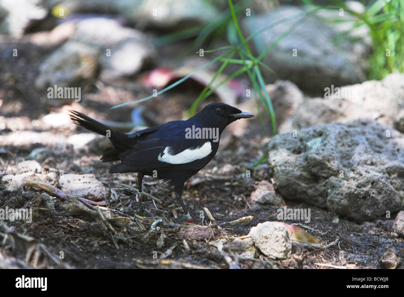 Seychelles Magpie Robin Copsychus sechellarum adult foraging for ...