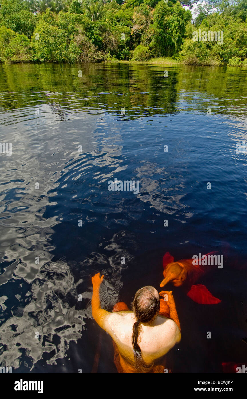 Swimming with the Amazonian pink dolphin (Inia geoffrensis), also know ...
