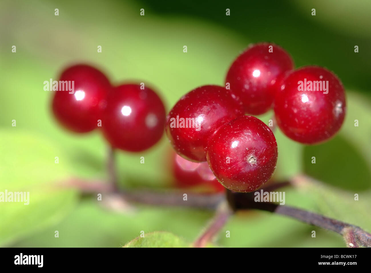 honeysuckle berry (Lonicera xylosteum). Macro shot Stock Photo - Alamy