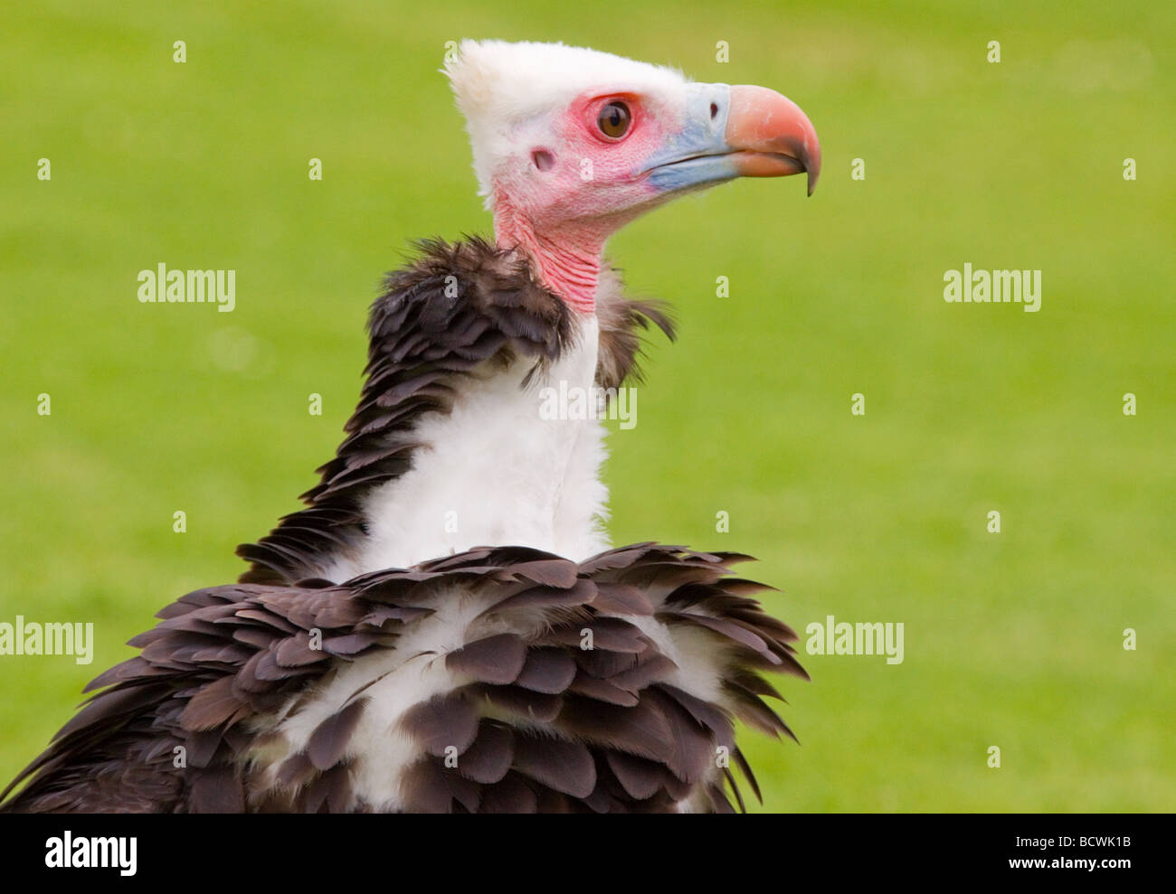 White-headed Vulture Portrait Stock Photo - Alamy