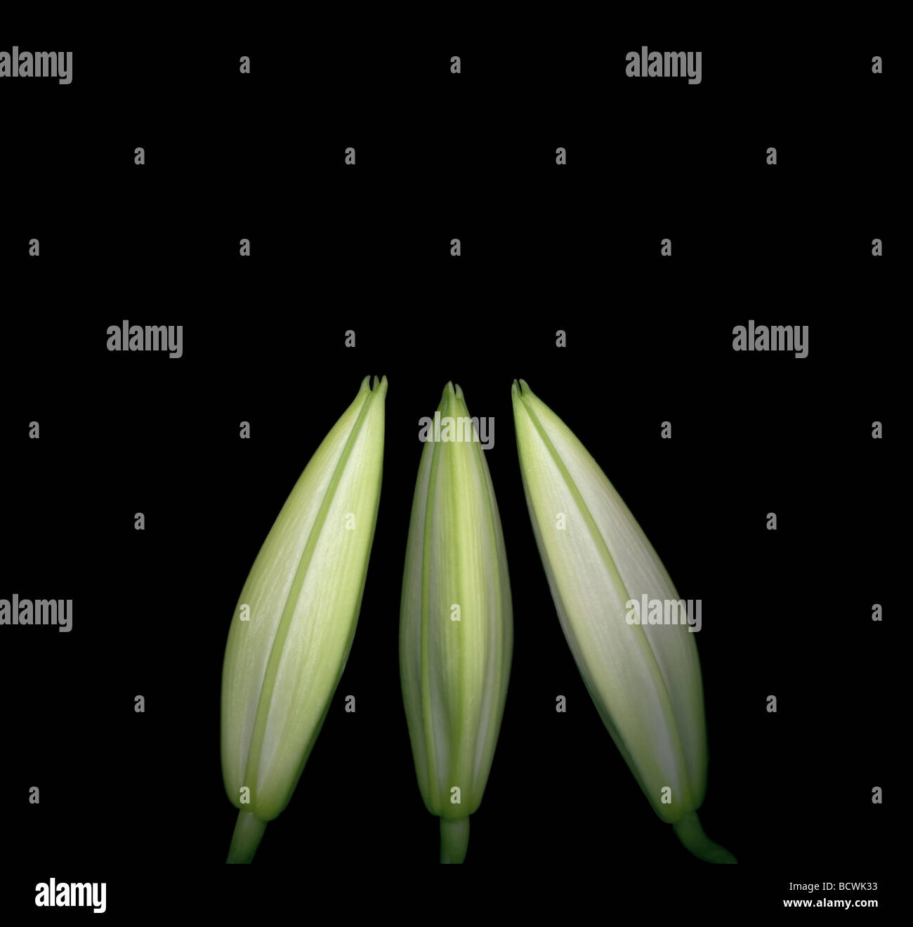 Seeds of Change series: three Casablanca lilly bulbs, unopened Stock ...