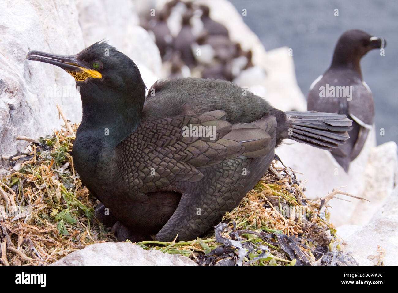 Breeding colony with man hi-res stock photography and images - Alamy