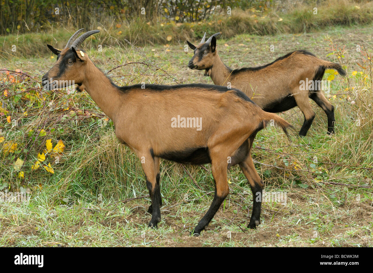Domestic goat german improved fawn hi-res stock photography and images ...