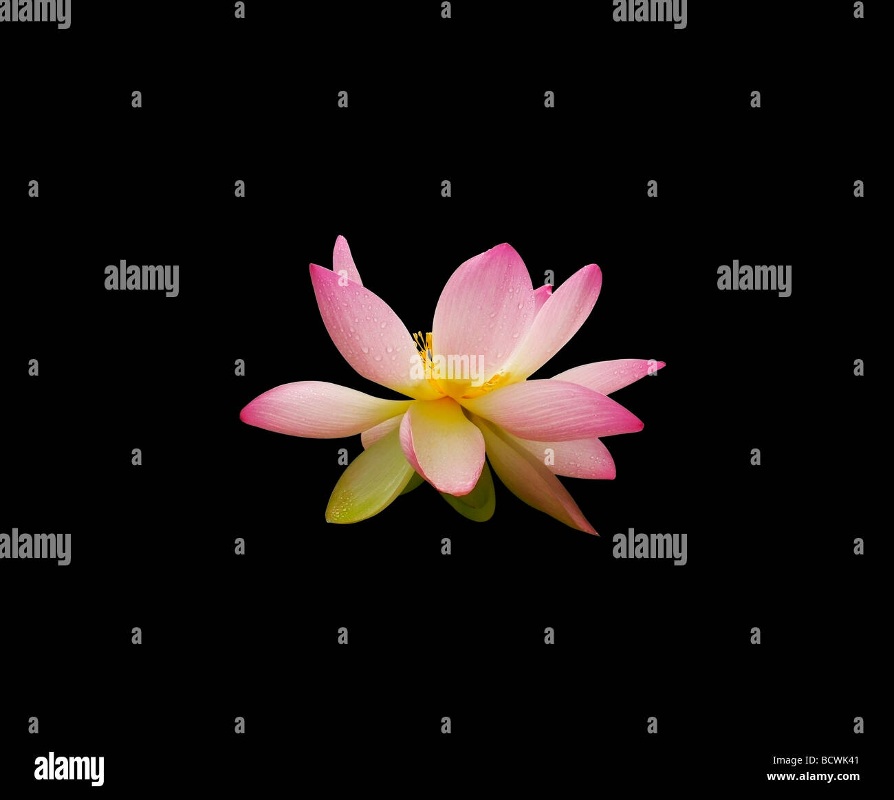 Nelumbo Nucifer lotus blossum chakra enlightenment Stock Photo - Alamy