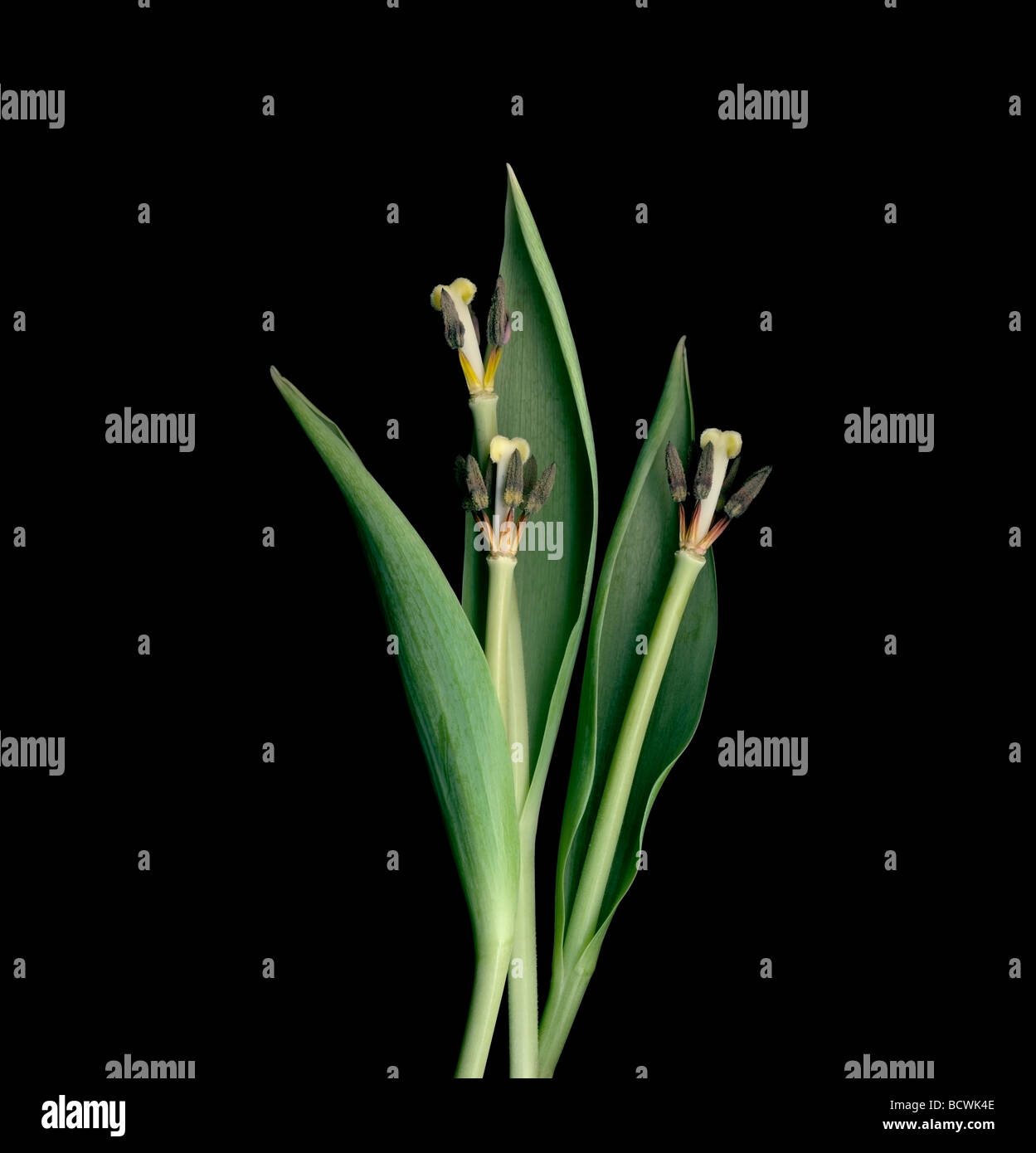 New life forms hi-res stock photography and images - Alamy