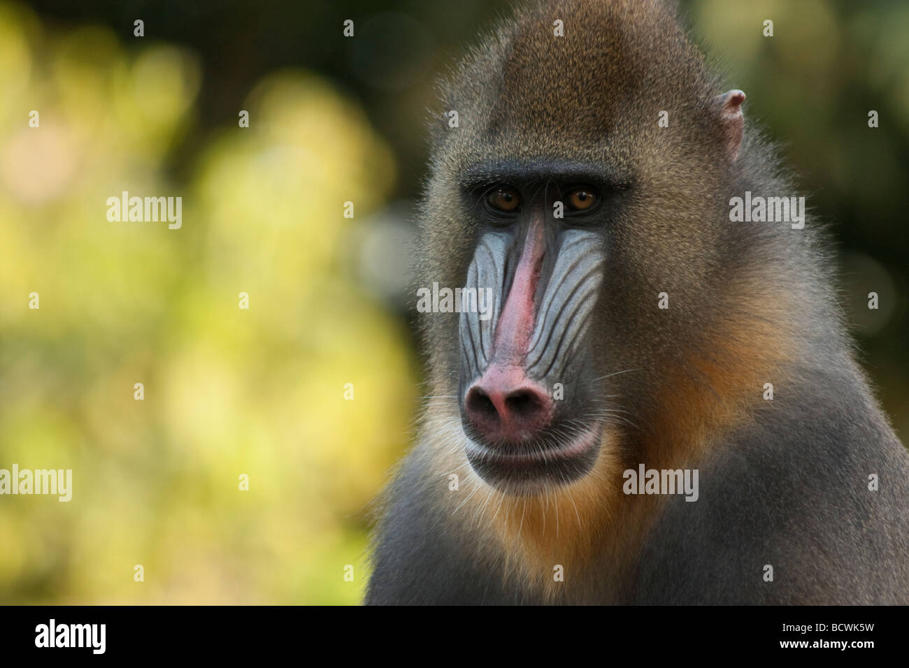 Mandrill monkey hi-res stock photography and images - Alamy