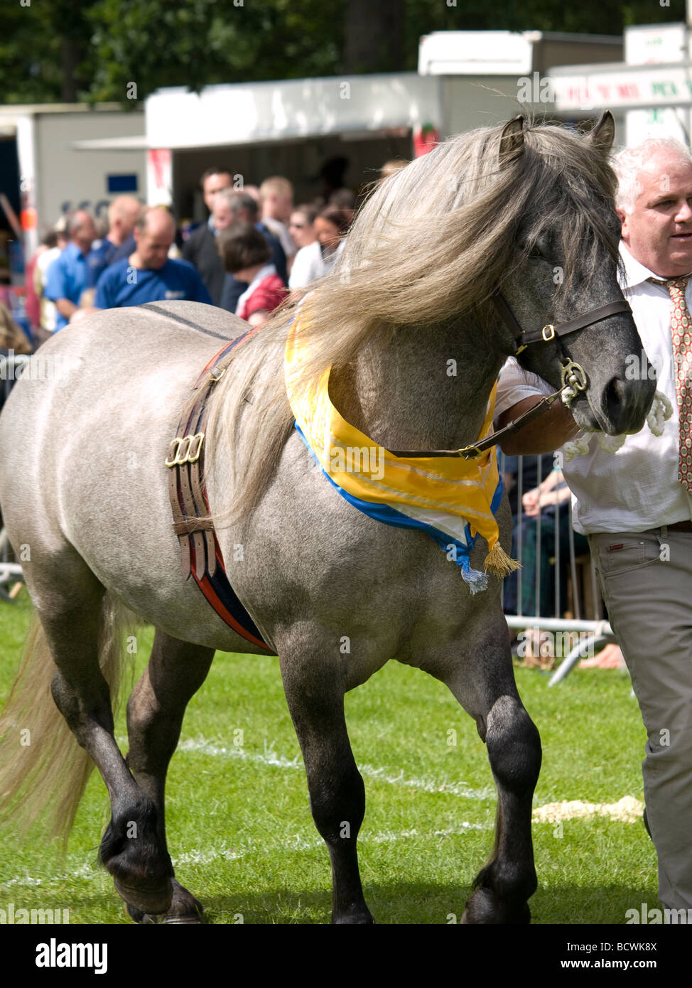 Highland Pony, winning entry at the Banchory Agricultural Show Stock ...