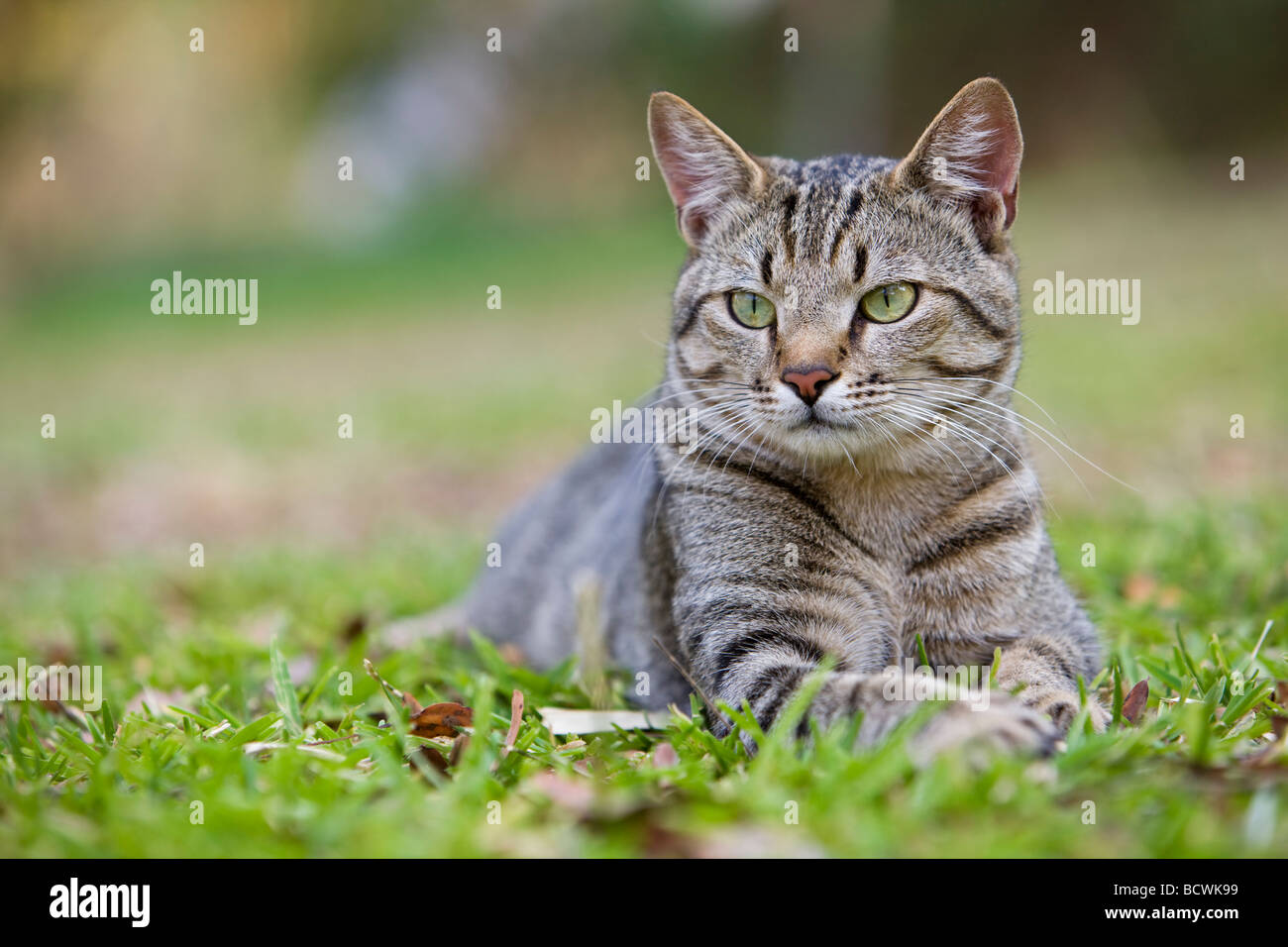 Striped mammals hi-res stock photography and images - Alamy