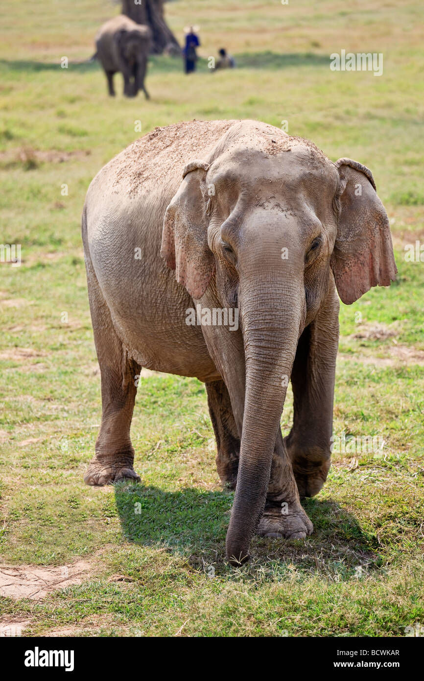 Elephant vertical hi-res stock photography and images - Alamy