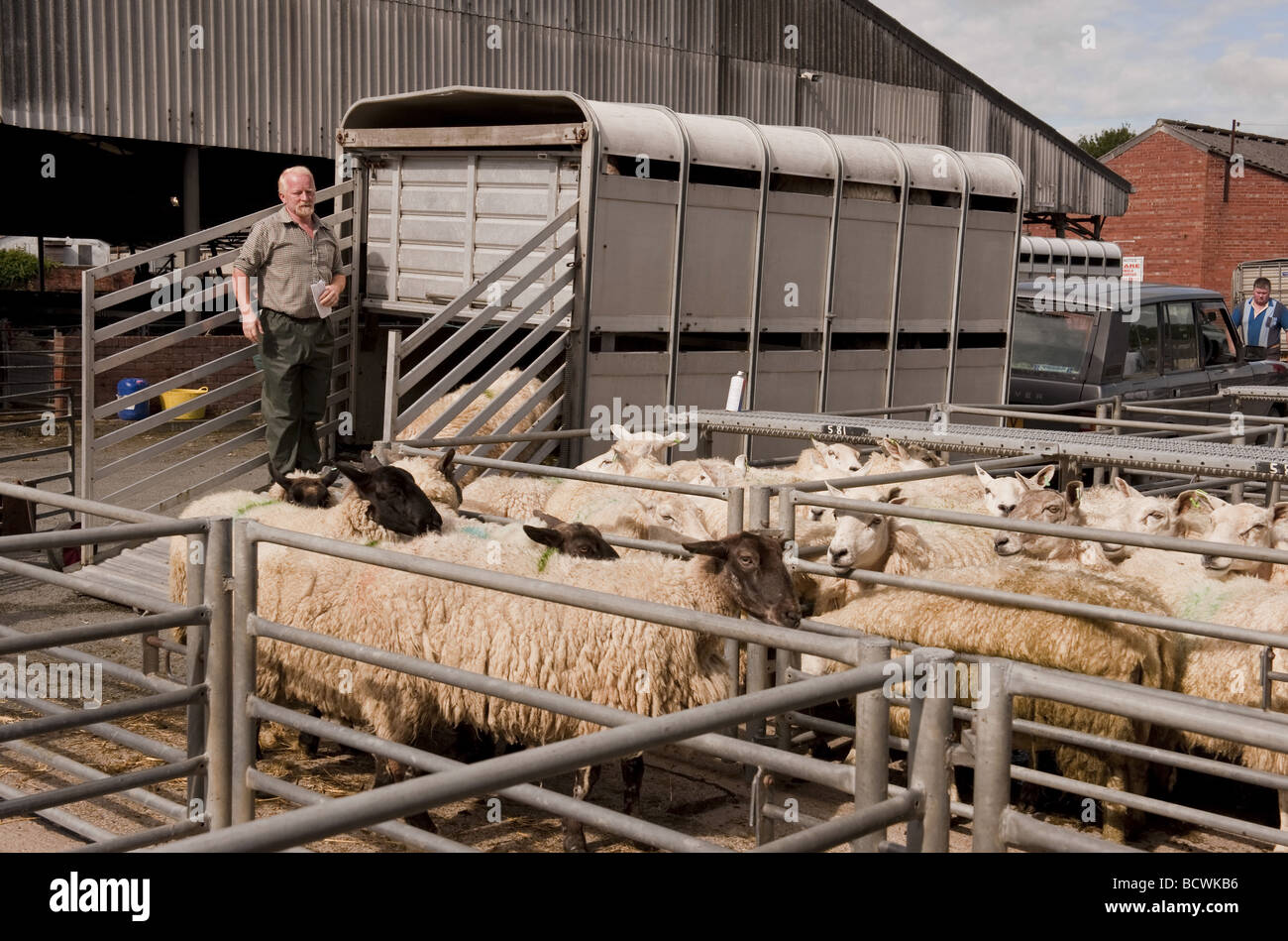 Farmer unloading sheep / ewes from back of cattle trailer at sheep ...