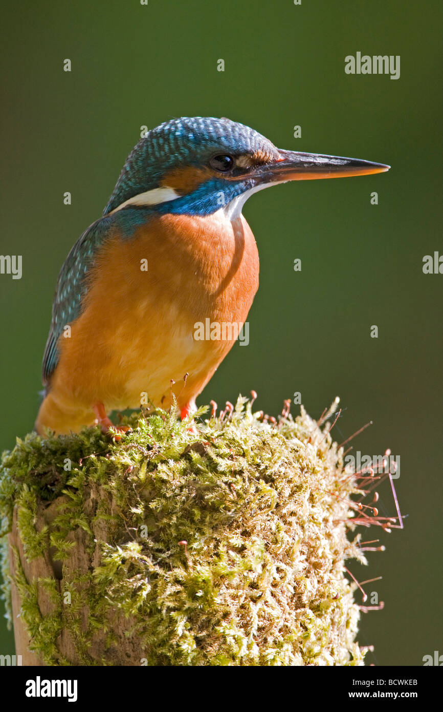 Animals kingfisher kingfishers hi-res stock photography and images - Alamy