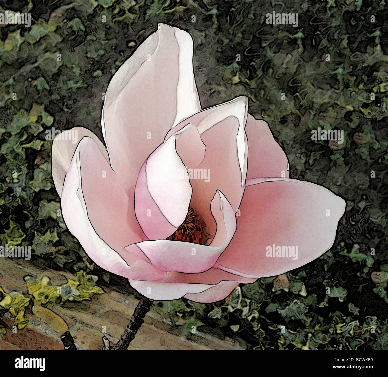Magnolia flower in habitat Stock Photo - Alamy