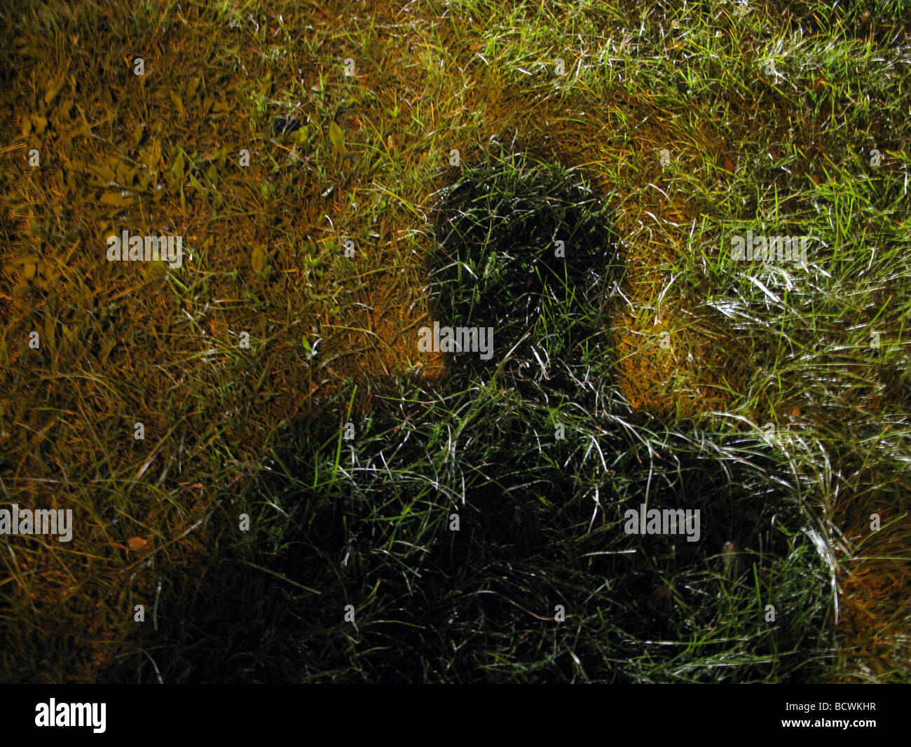 shadow of man in field at night Stock Photo - Alamy