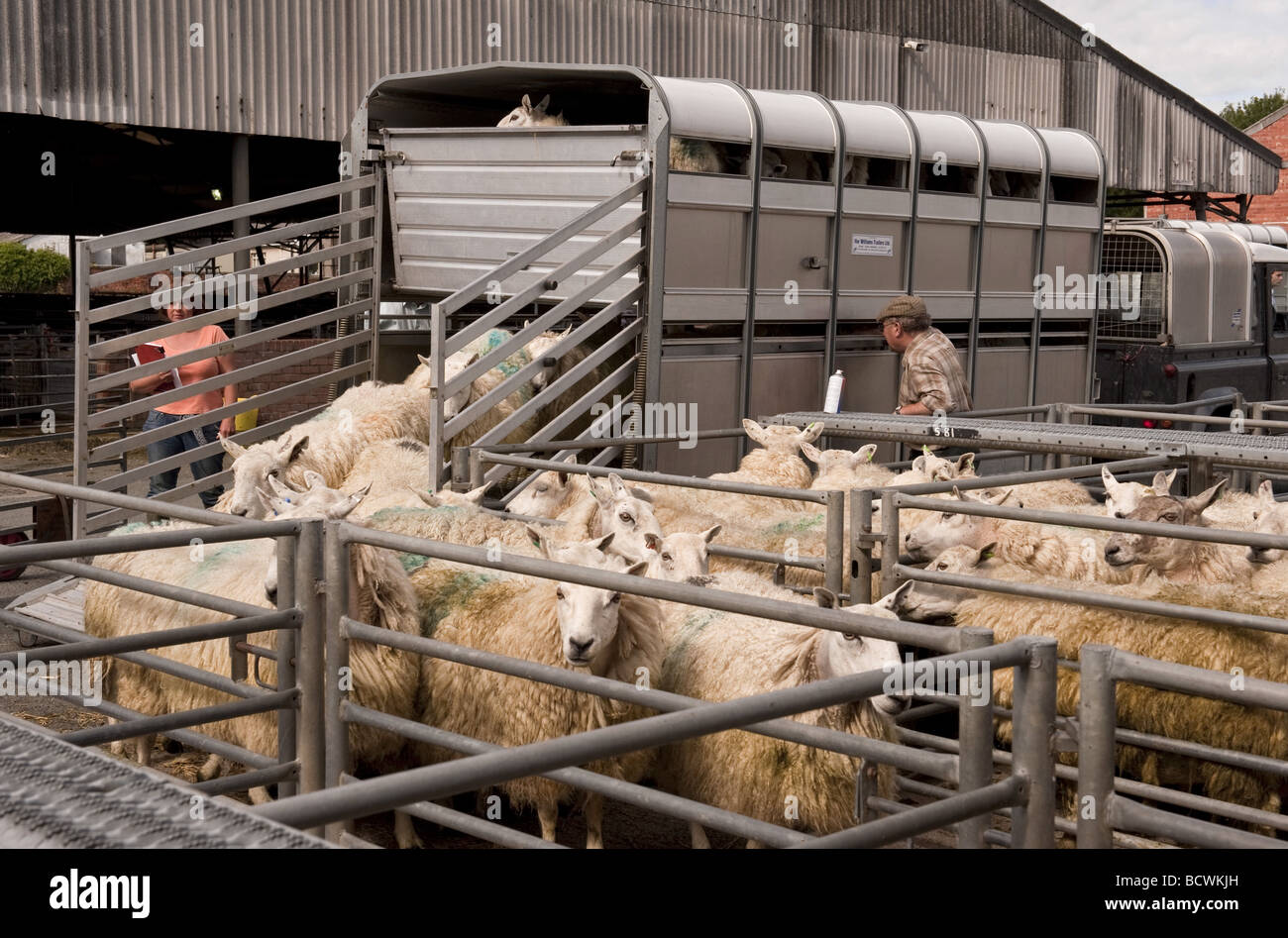 Farmer unloading sheep / ewes from back of cattle trailer at sheep ...