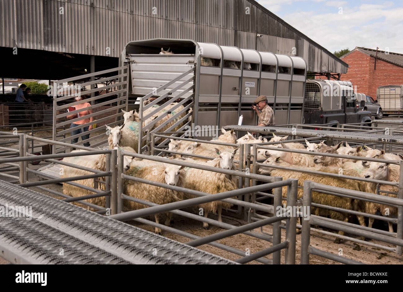 Farmer unloading sheep / ewes from back of cattle trailer at sheep ...