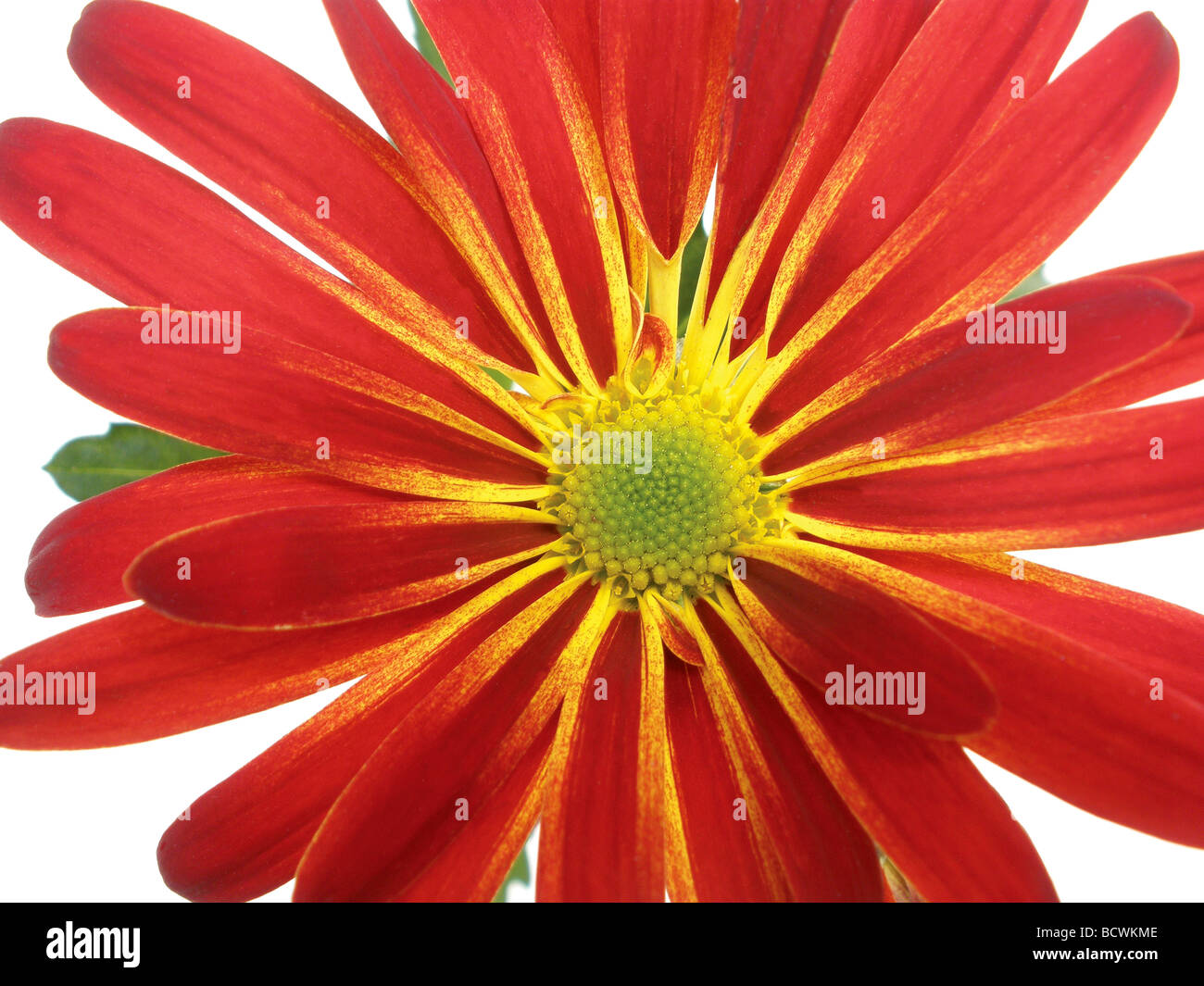 Red daisy hi-res stock photography and images - Alamy