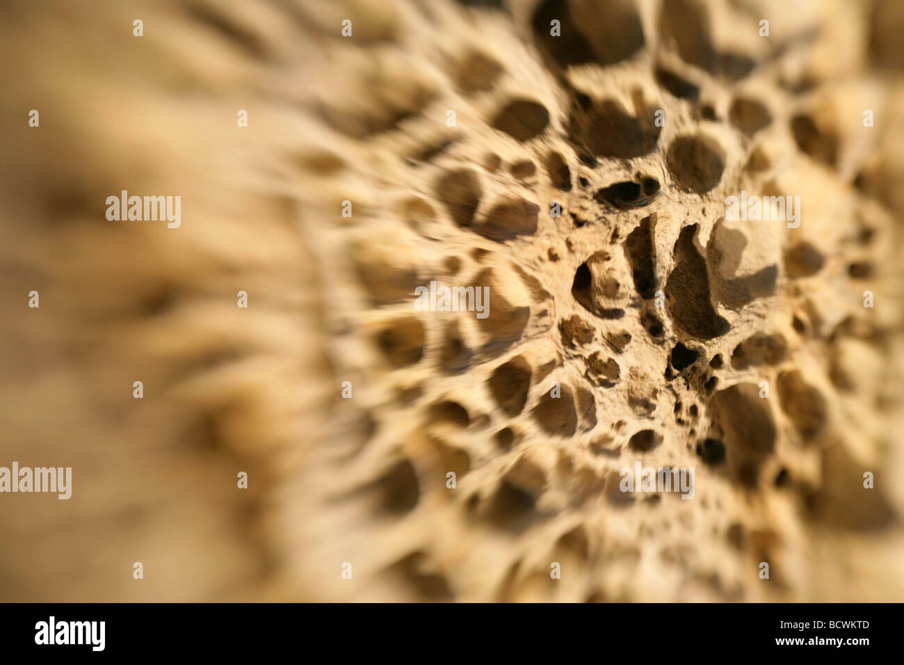 Honeycomb rock formation hi-res stock photography and images - Alamy