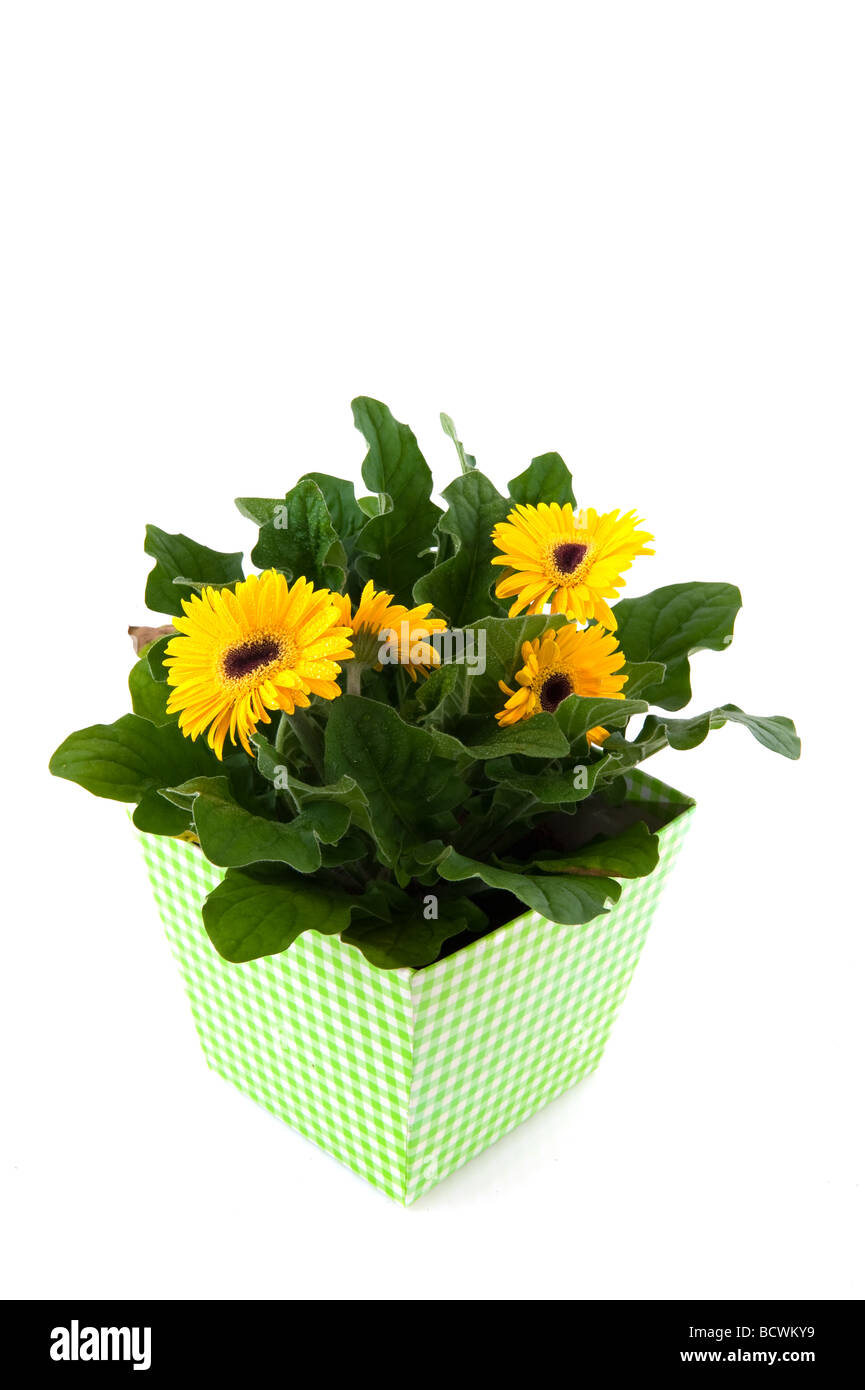 Cheerful yellow Gerber in checkered flower pot Stock Photo - Alamy