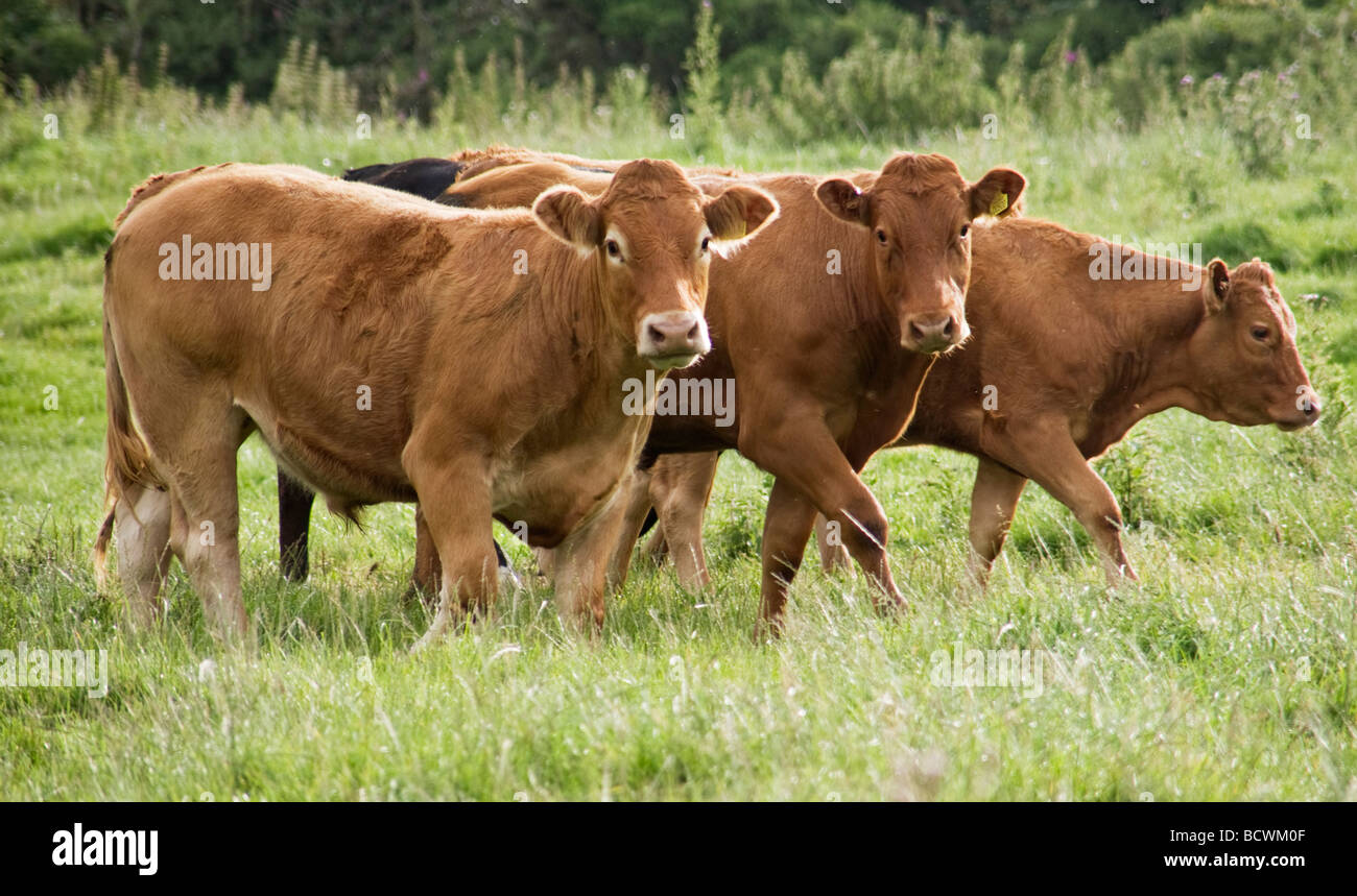 Black and brown cows hi-res stock photography and images - Alamy