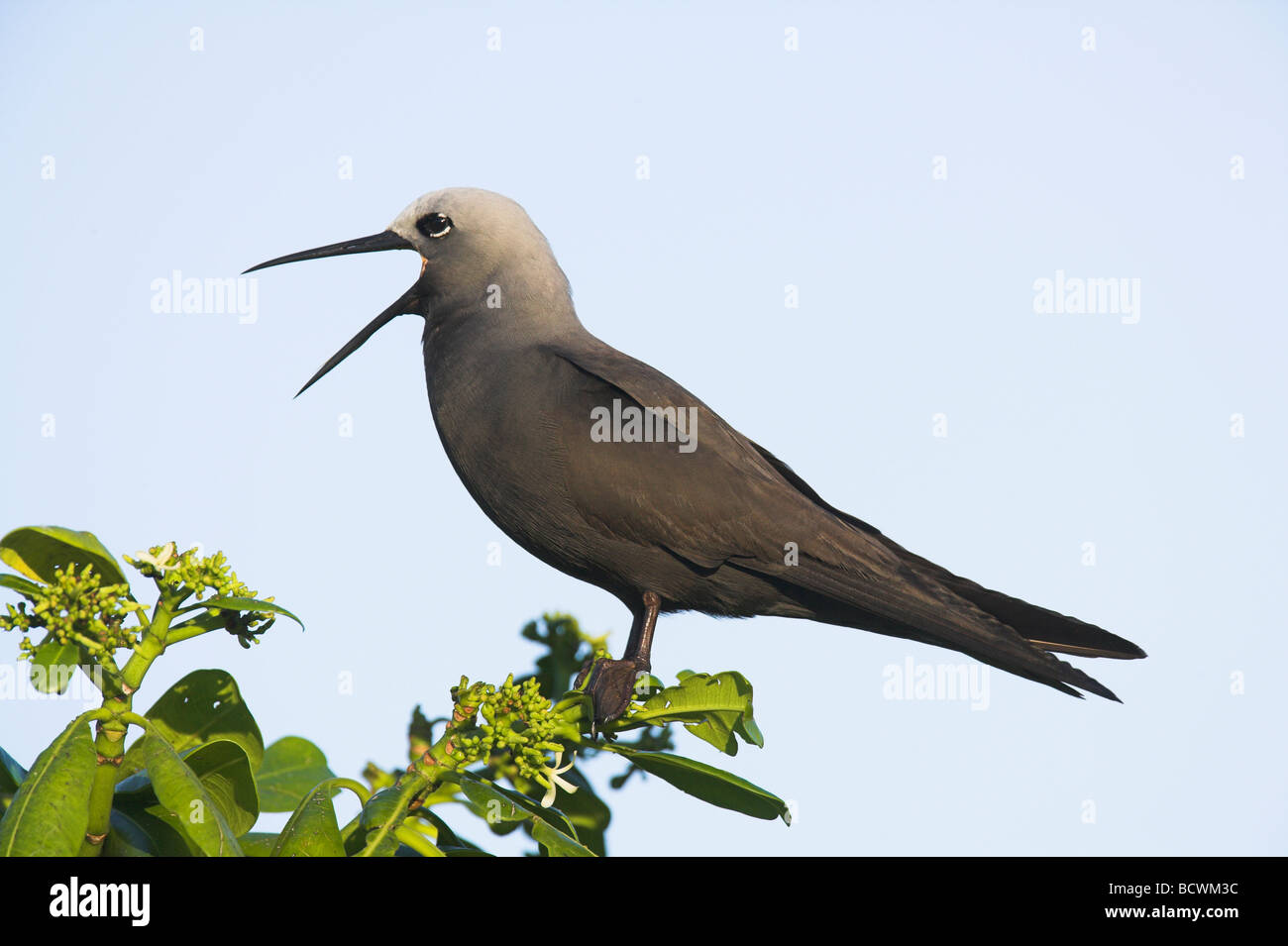 Lesser noddy anous tenuirostris hi-res stock photography and images - Alamy