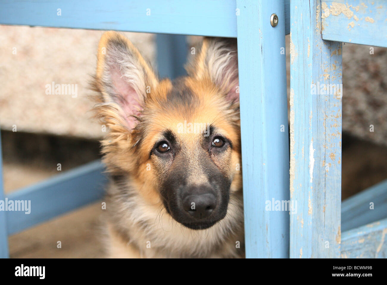 Alsation hi-res stock photography and images - Alamy