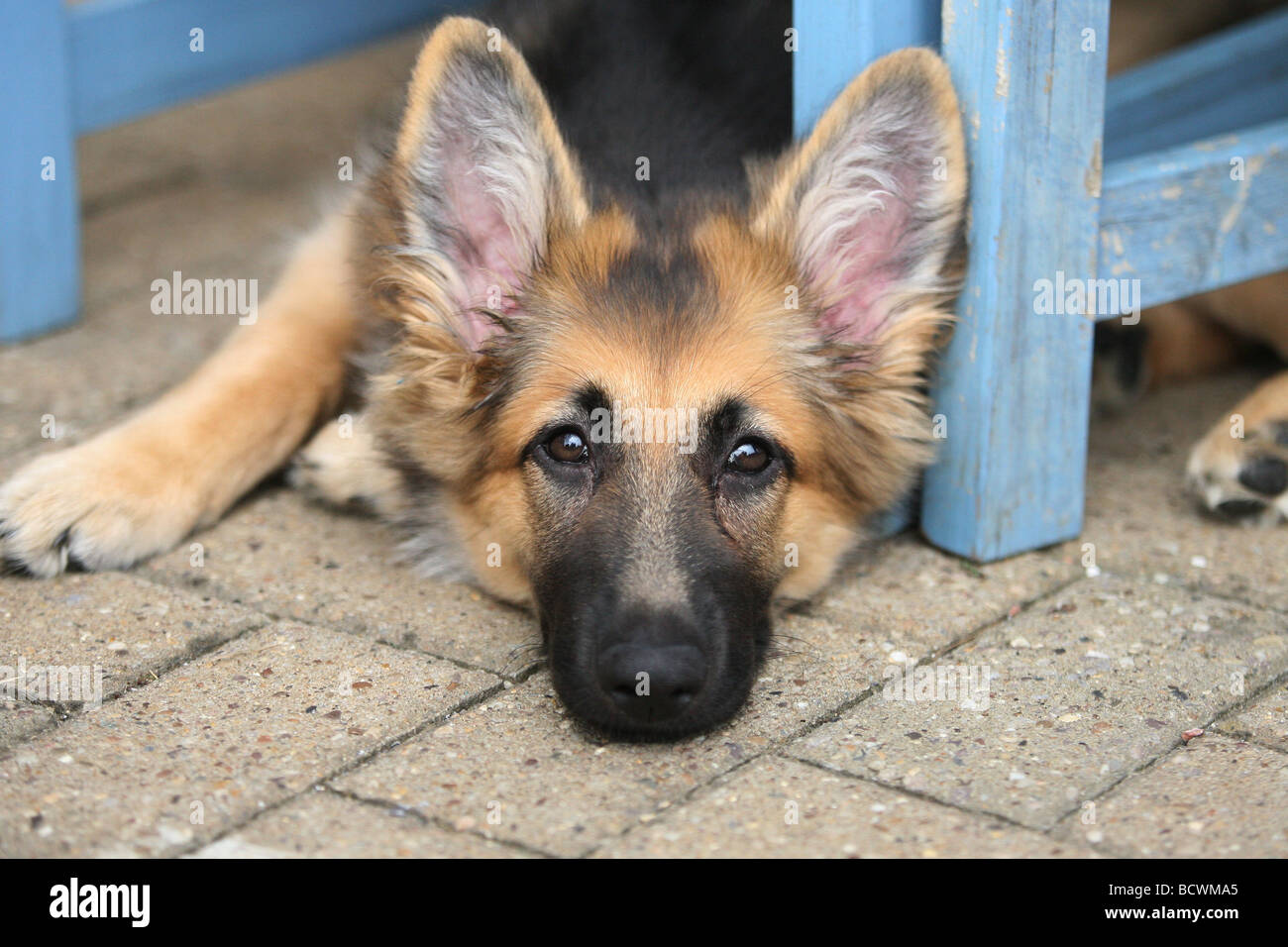 A Male Alsation Puppy laying outside under a blue table Stock Photo - Alamy