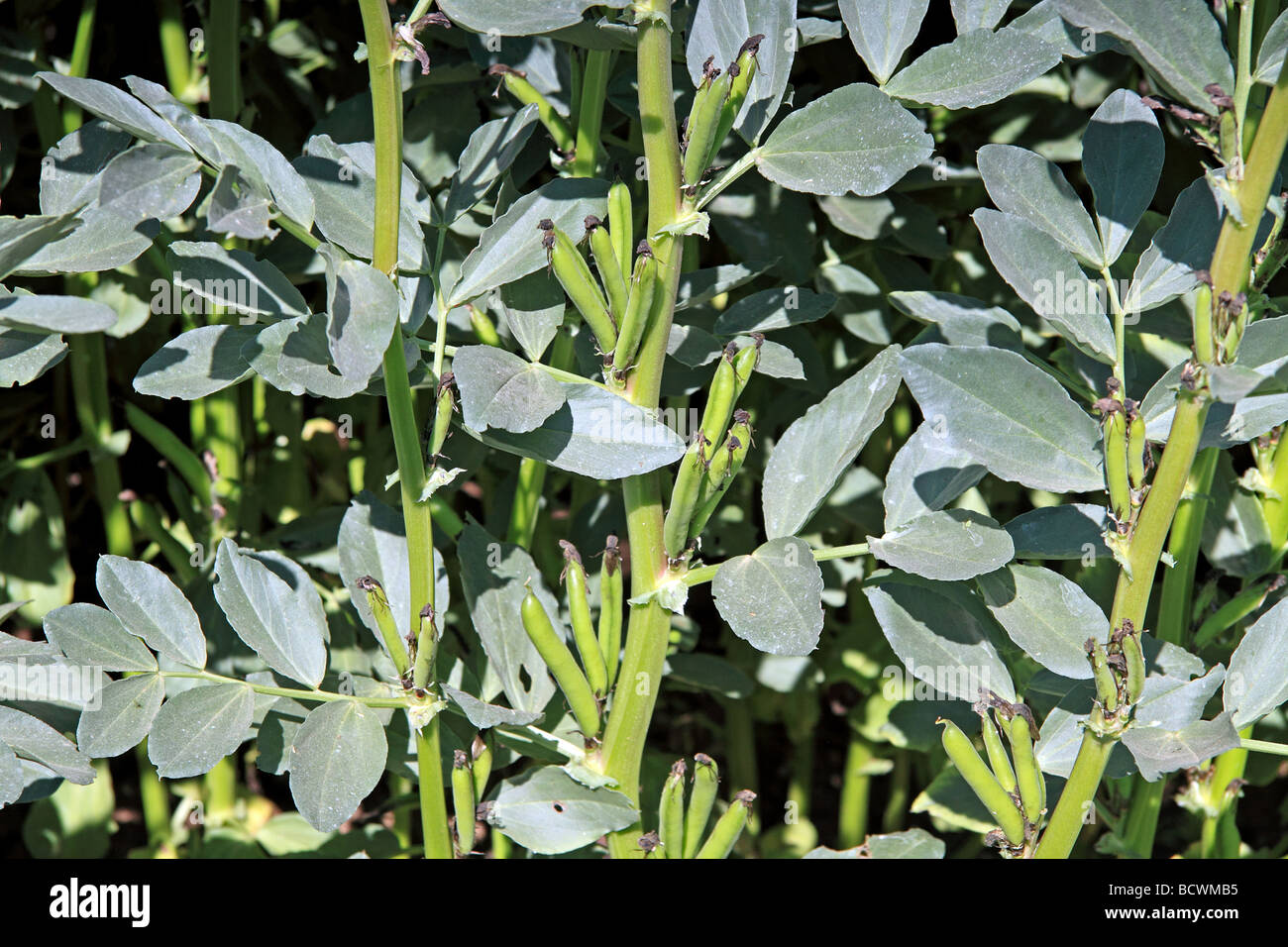 Broad Bean Crop Stock Photo - Alamy