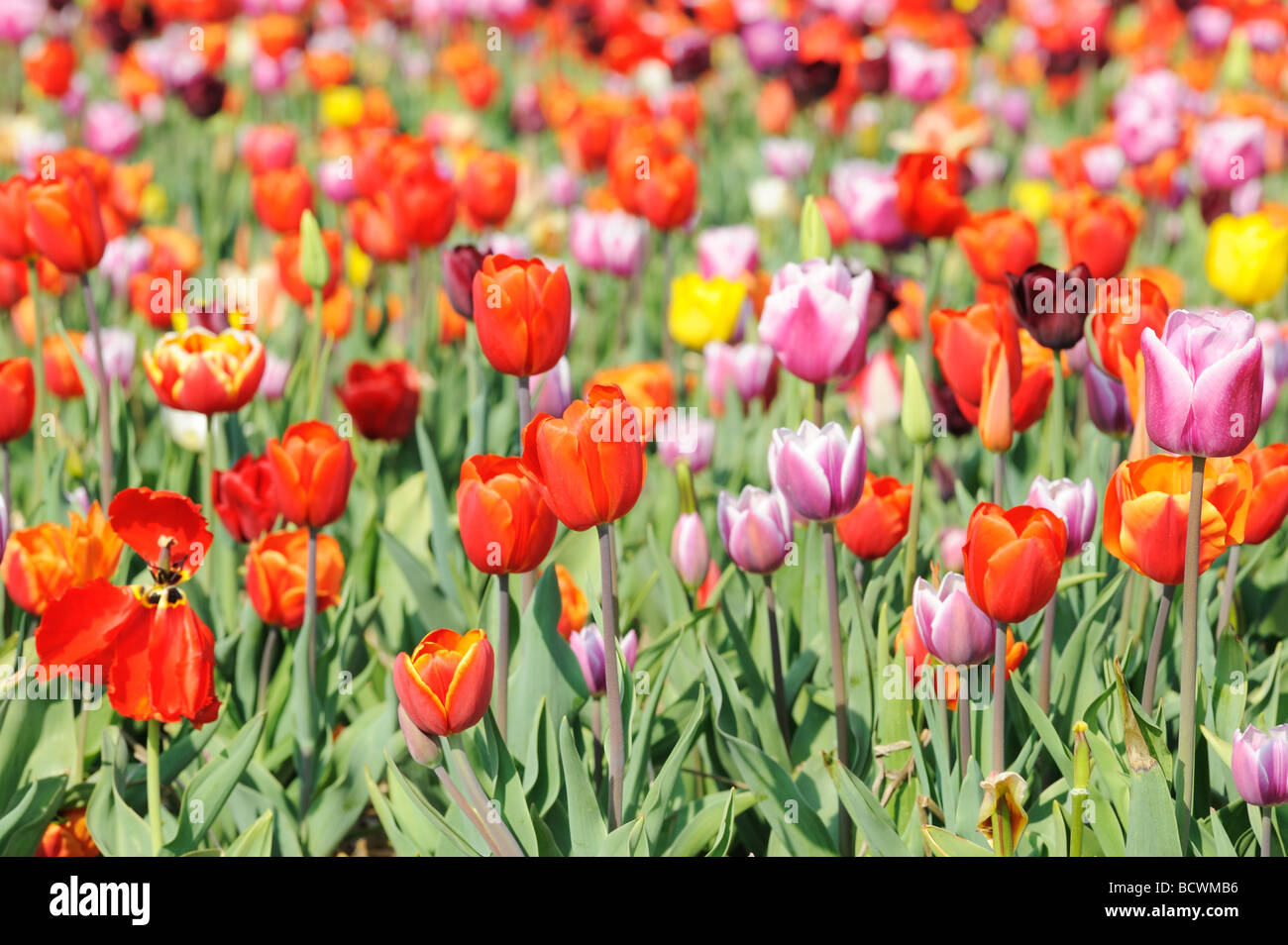 colorful tulips as typical agriculture in Holland Stock Photo - Alamy