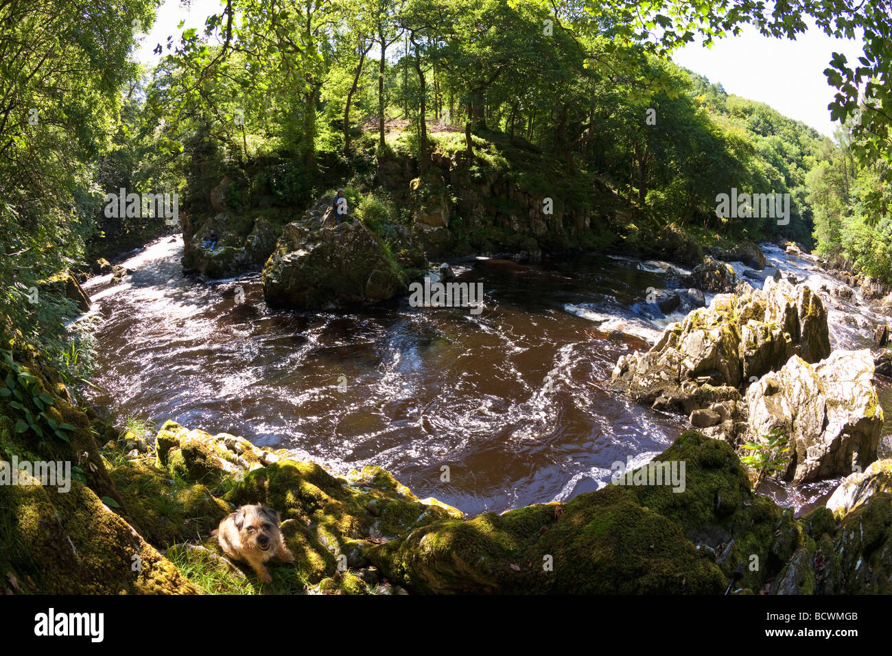 Fisherman fishing on River Conwy in summer July sunshine Wales Cymru UK ...