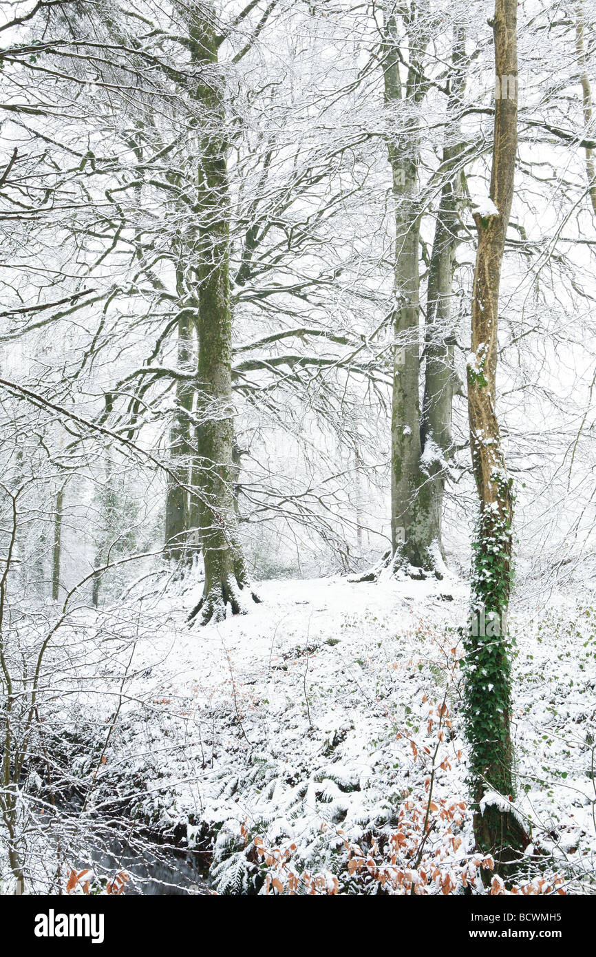 Snowfall in the woods Ireland Stock Photo - Alamy