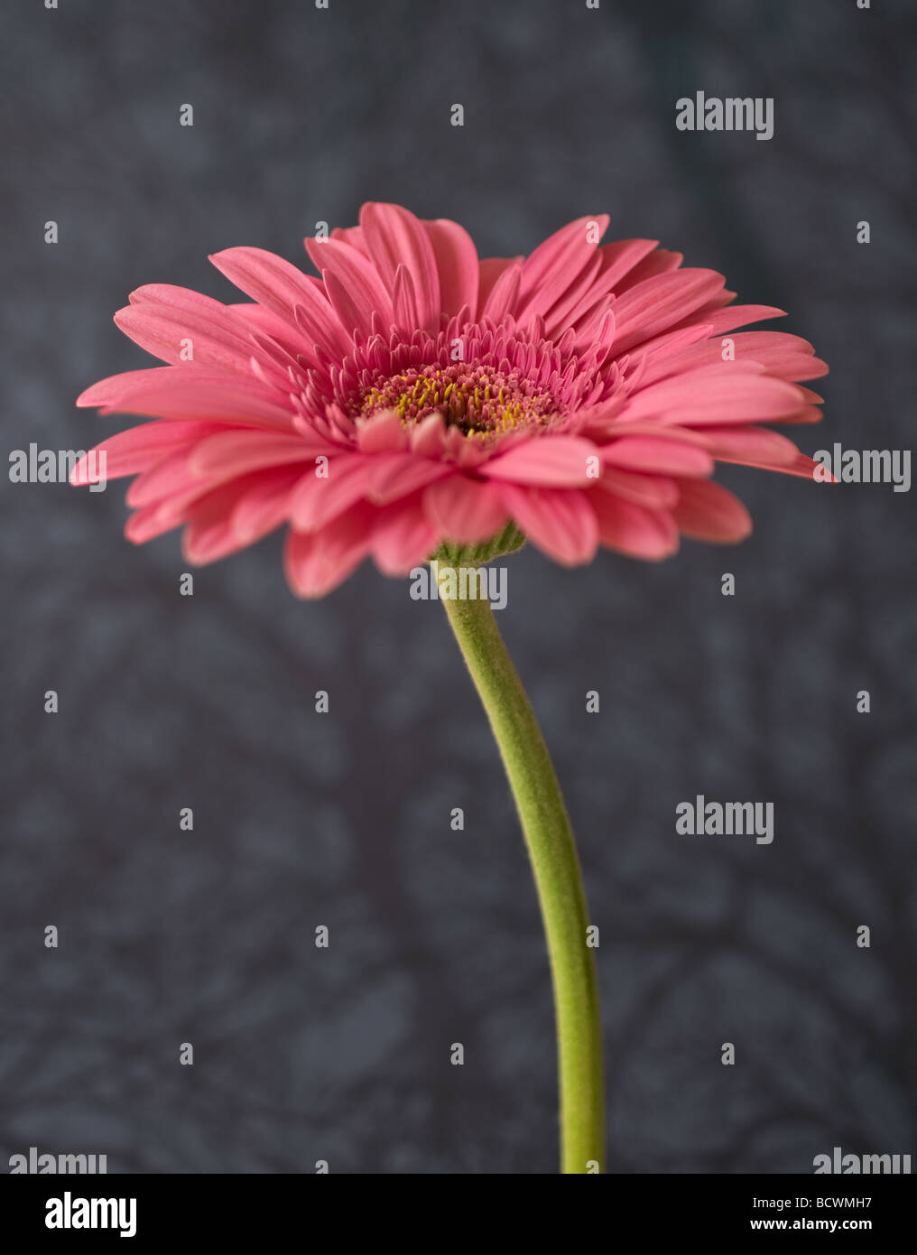 Germini flower hi-res stock photography and images - Alamy