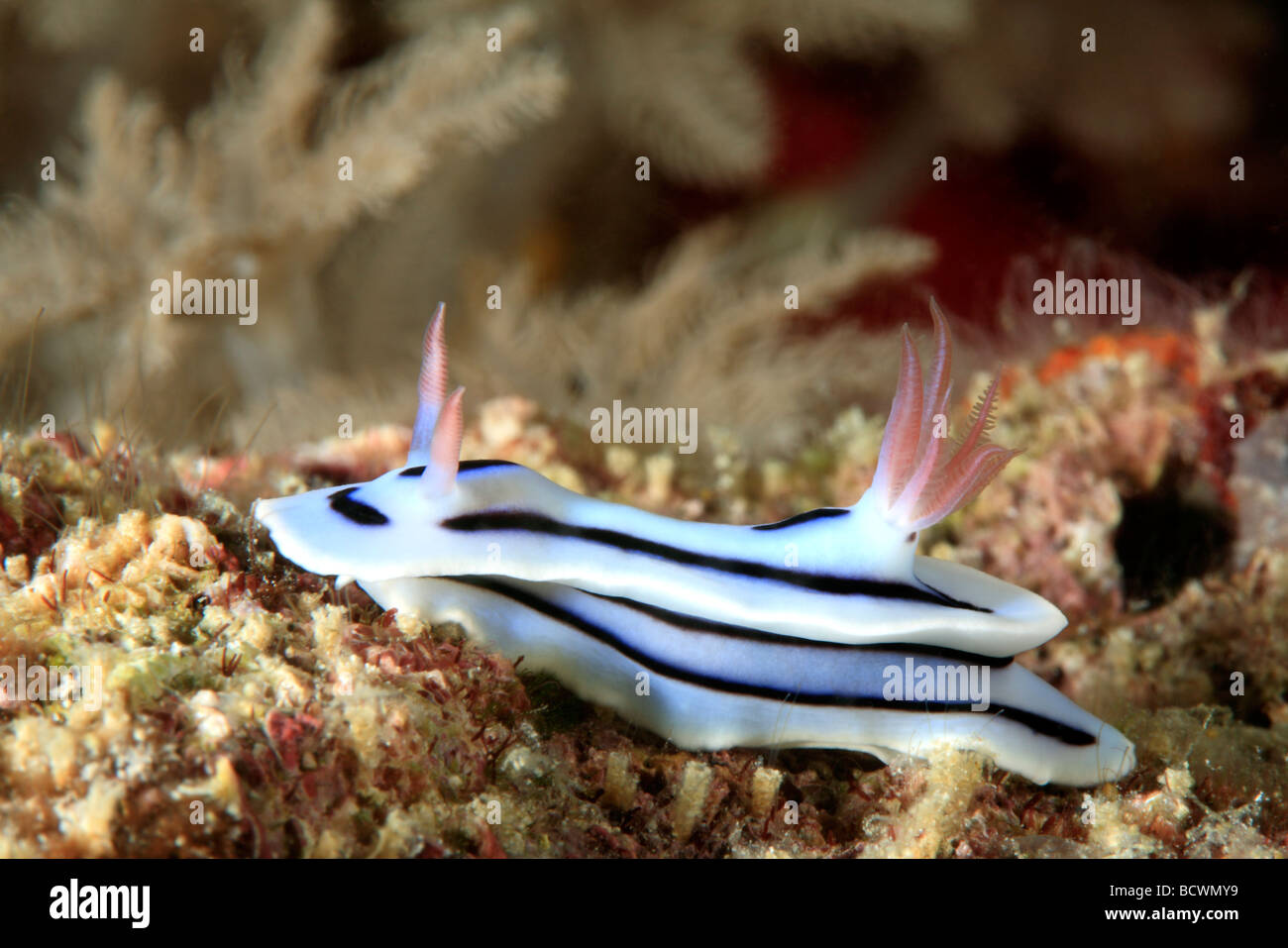 Chromodoris lochi hi-res stock photography and images - Alamy
