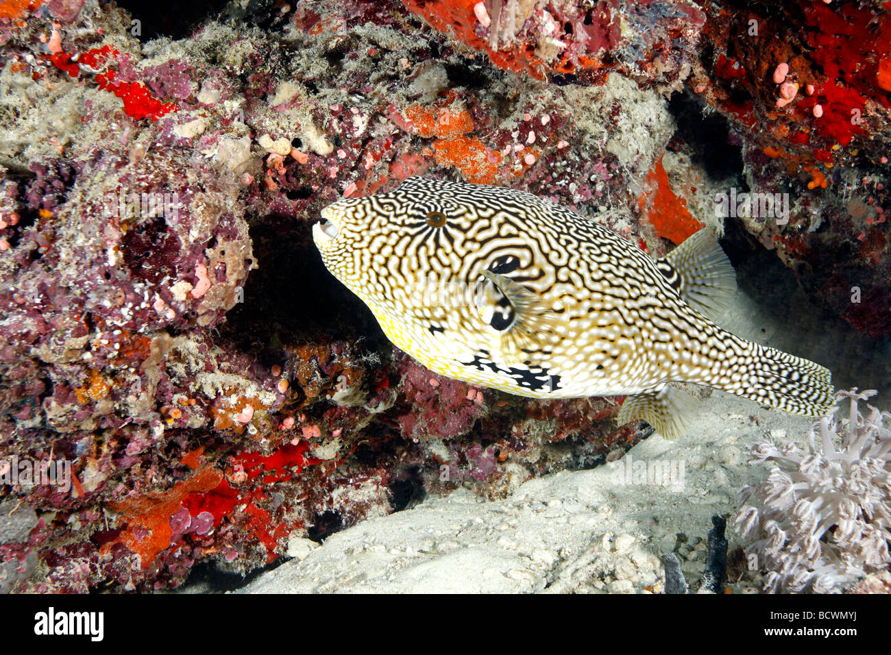 Map Puffer, Arothron mappa, swimming on the reef underwater Stock Photo ...