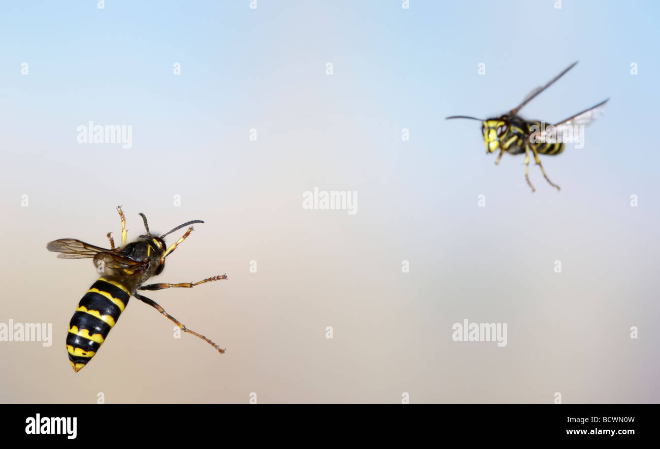 Median Wasp Dolichovespula media in flight Stock Photo - Alamy
