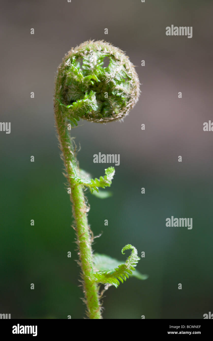British native fern hi-res stock photography and images - Alamy